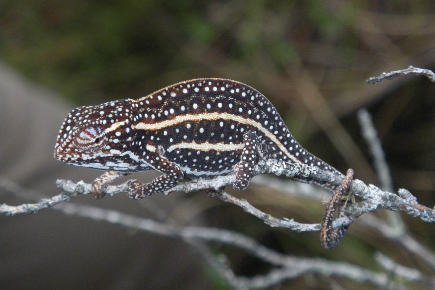 Los animales "feos" son discriminados: el 83% de los fondos para la ...
