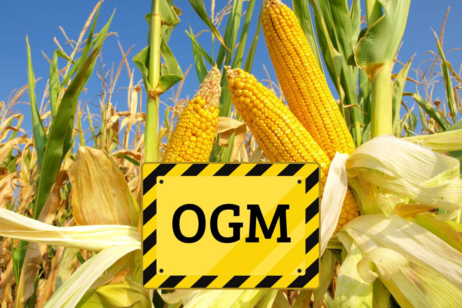 ¡Italia puede prohibir los OGM! El veredicto del Tribunal de la UE tras ...