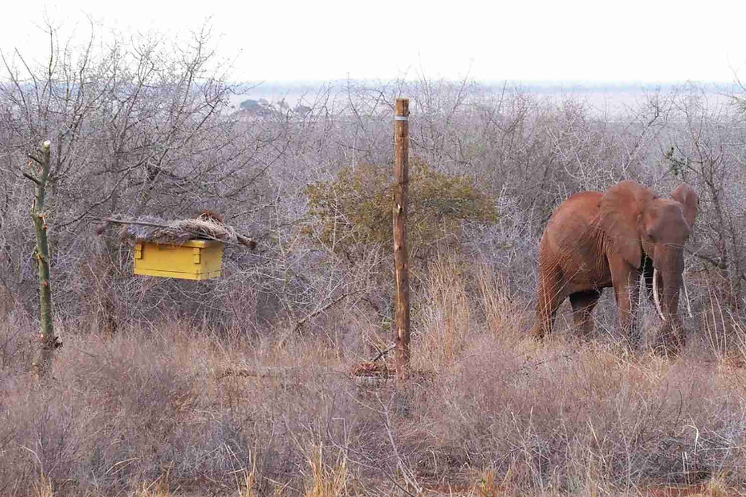 Así, las abejas han mantenido la vida de estos agricultores africanos ...
