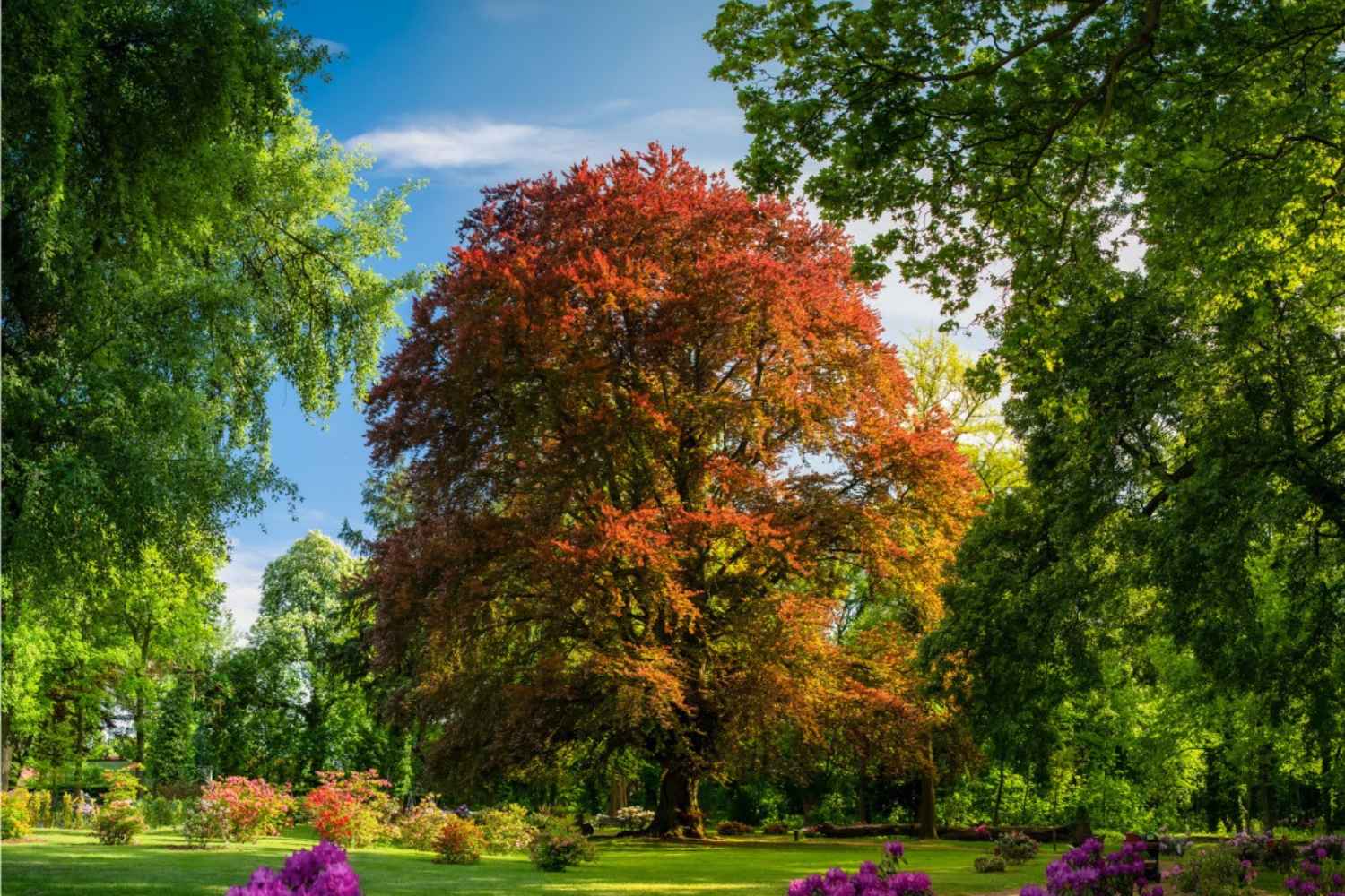 Este hay de 300 años acaba de ser elegido árbol de 2025 de 2025 - Aconcagua.lat