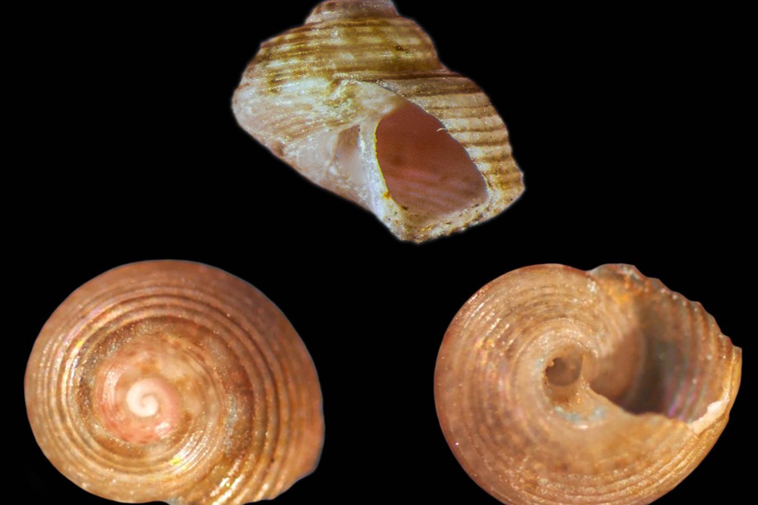 Dos científicos italianos descubrieron una nueva especie de molusco en ...
