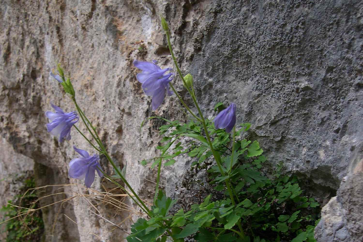 Flores raras: en Sardinia hay una planta en el borde de la extinción ...