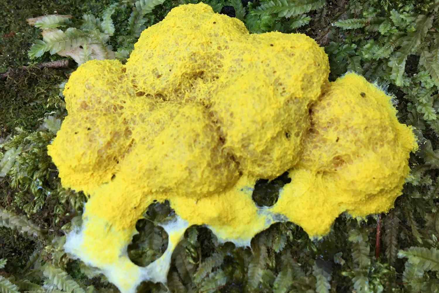 ¿Cuál es la "caca duende", un organismo muy extraño intercambiado por un hongo pero que no es (y ...