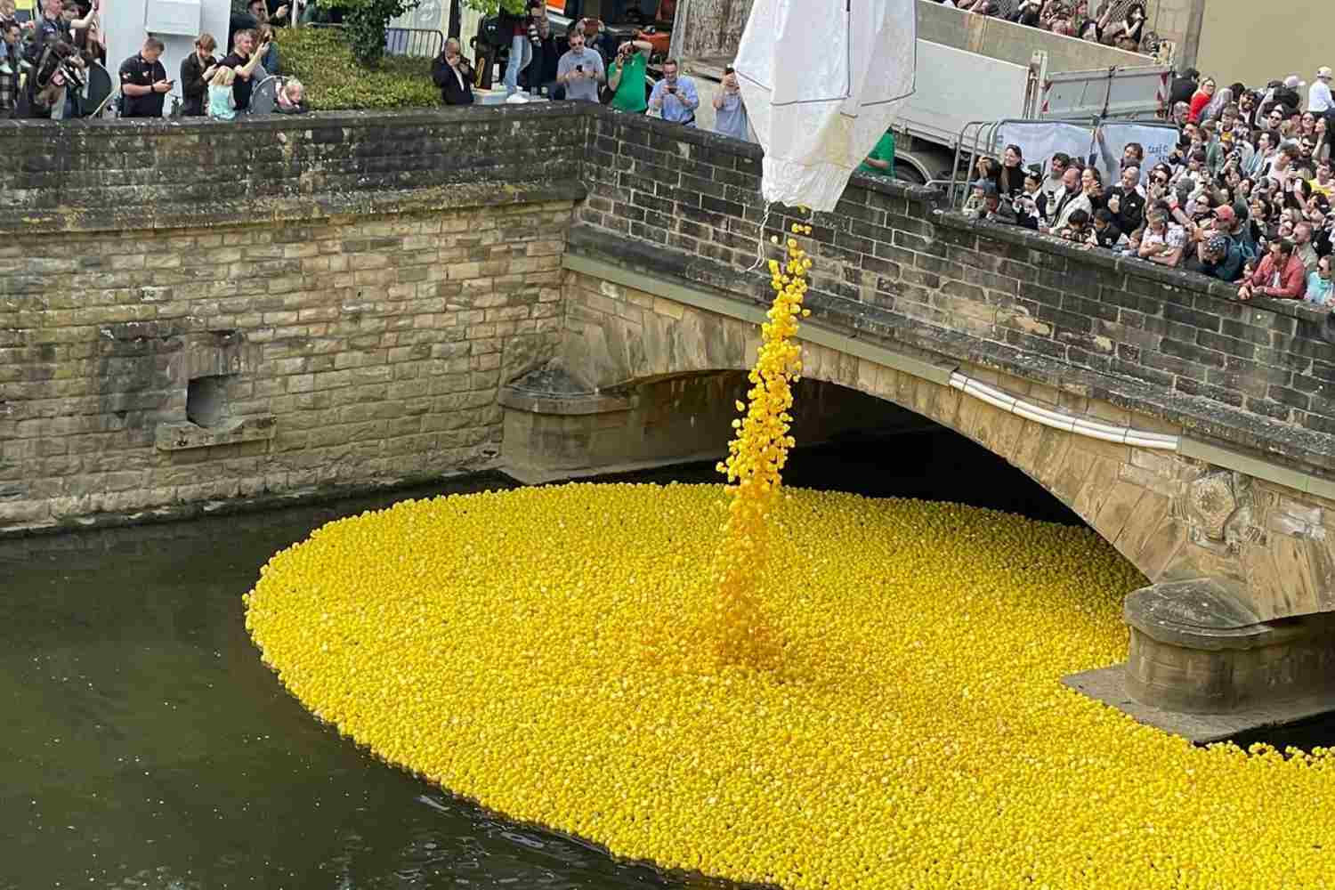 También este año la carrera de patos tuvo lugar: 20 mil patos de ...