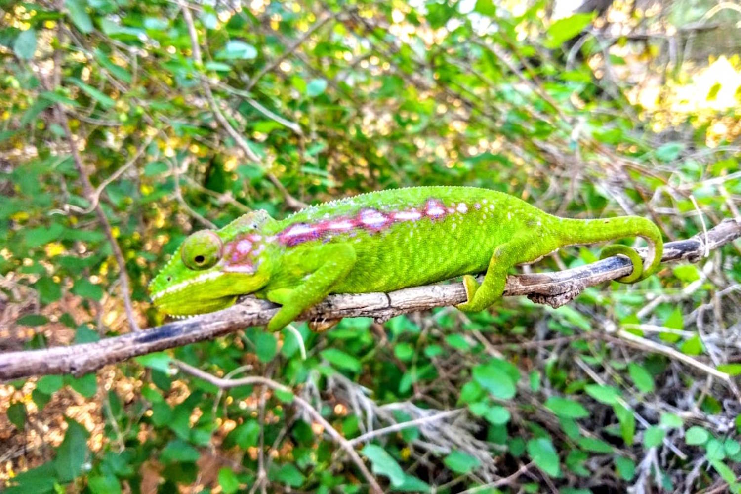 ¡Noticias hermosas! Los científicos encontraron uno de los reptiles más ...