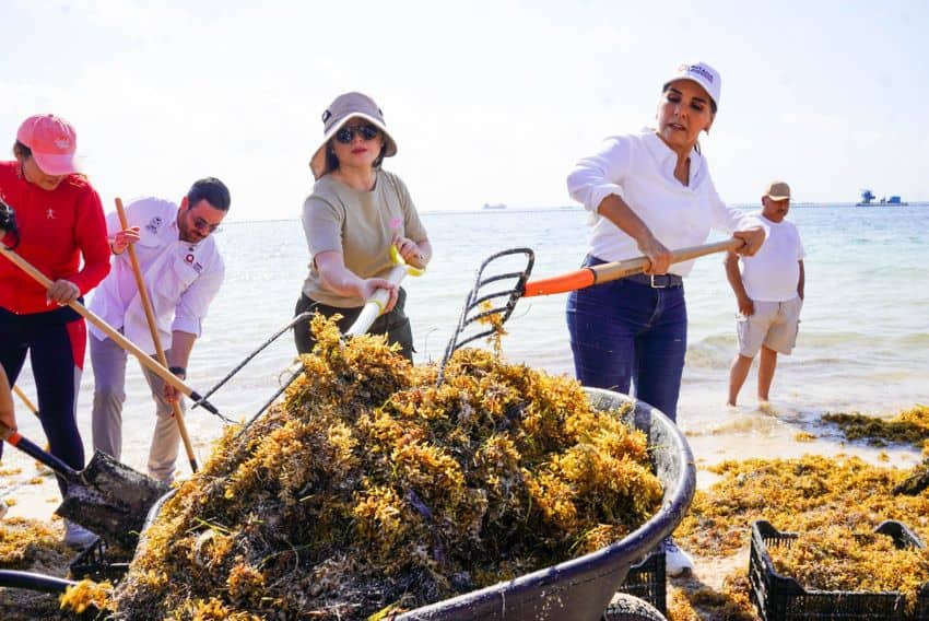 ¿Es Sargassum un problema hoy a lo largo de la costa de Roo de Quintana ...