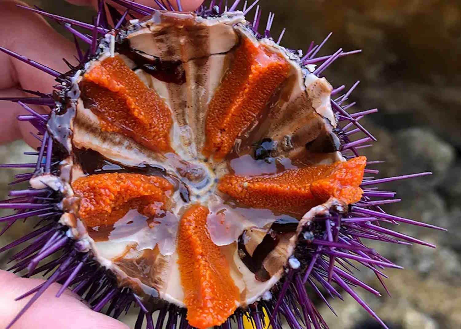 La pesca intensiva y la calefacción del mar están causando la extinción ...