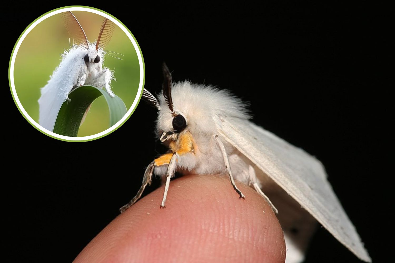 No, no es un Pokémon: la misteriosa polilla caniche que ha hechizado a ...