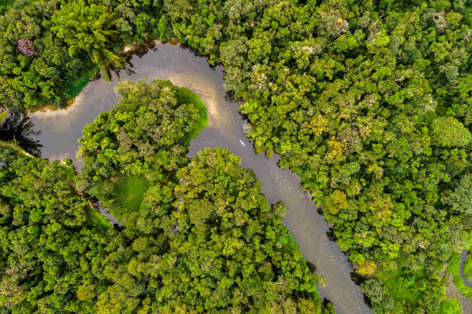 Un salto atrás 10 millones de años: el clima del Amazonas se vuelve ...